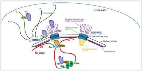 Viruses Free Full Text Hiv Capsid And Integration Targeting