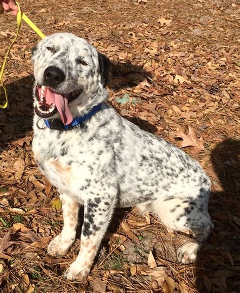 Help The Winnie Berry Humane Society Of Angelina County