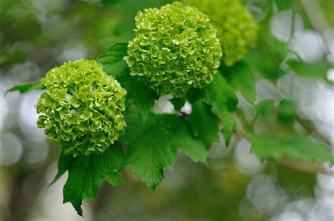 ビバーナム スノーボール Snowball Green Flower Art