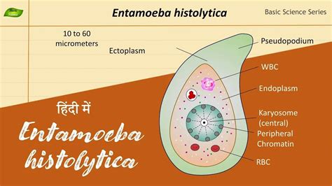 Entamoeba Histolytica In Hindi Structure And Function Parasitology