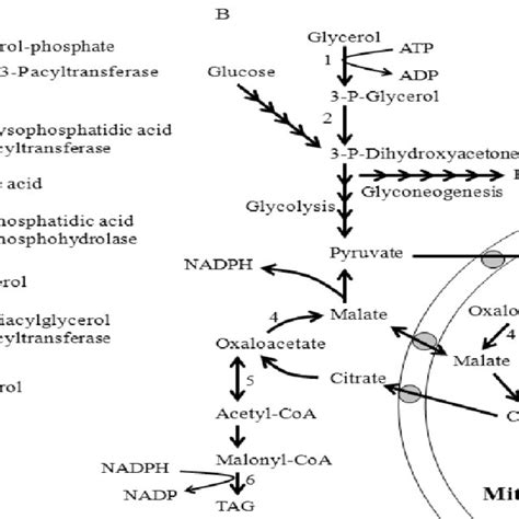 Triacylglycerol Synthesis Pathway A De Novo Synthesis And B Ex