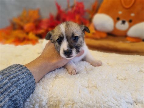 믹스견 크리스탈 털빠짐없는브리티쉬숏헤어키우기 털빠짐없는스코티쉬폴드키우기 털빠짐없는러시안블루키우기 털빠짐없는강아지키우기 털빠짐없는고양이키우기 털빠짐없는강아지종류 털빠짐없는