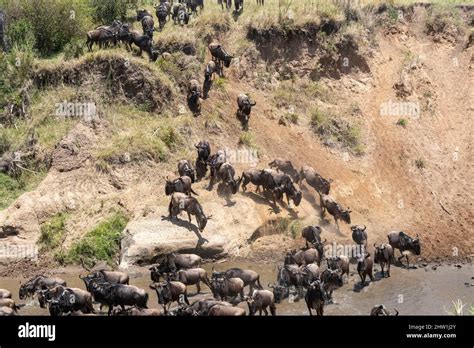 Kenya Masai Mara National Reserve National Park Wildebeest Group