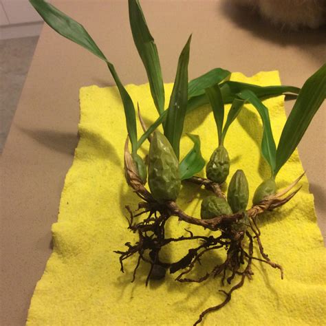 Saving Disgusting Root System