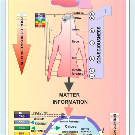 Schematic Representation Of The Informational System Of The Human Body Download Scientific