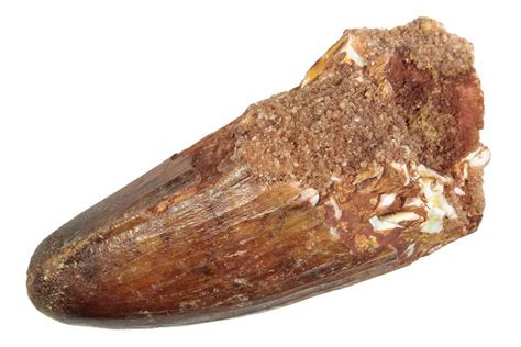 Cretaceous Aged Fossil Crocodile Teeth For Sale