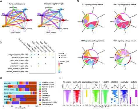 Transcription And Chromatin Accessibility Characteristics Of Cells From
