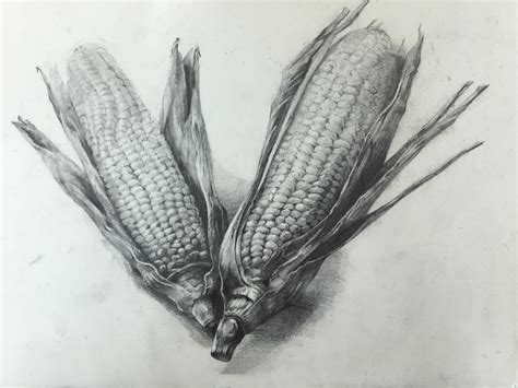 Drawings Of Corns