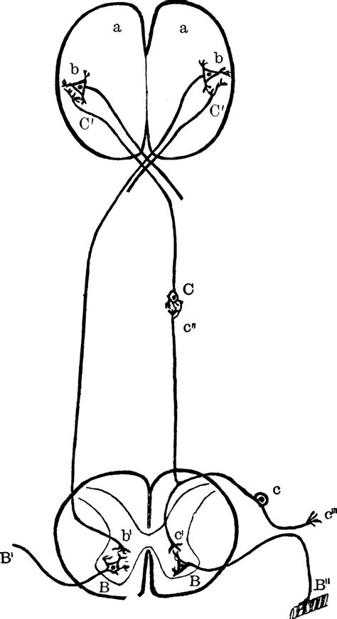 Schéma Du Système Nerveux Illustration Vintage 13554529 Art Vectoriel
