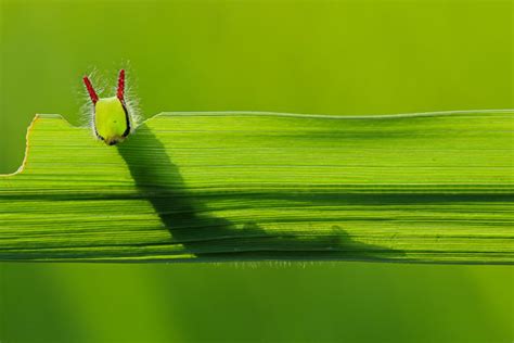 25 Inspiring Examples Of Macro Photography Web Design Ledger