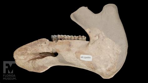 Manatee Jaw