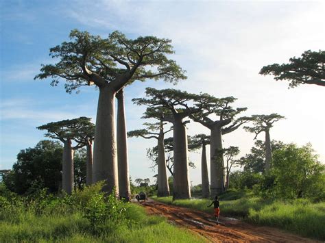 Tree Mendous Terrific Trees Around The World Tripoto