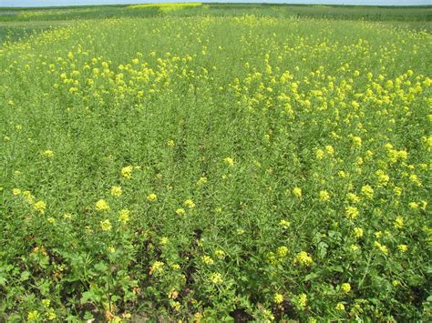 Designing Intercrops For Organic Systems Top Crop Managertop Crop Manager