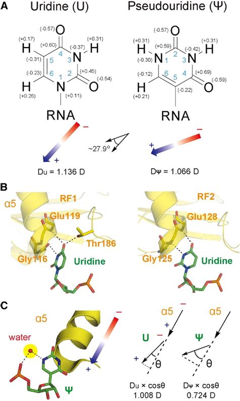 Rationalization And Prediction Of Selective Decoding Of Pseudouridine Modified Nonsense And