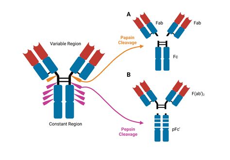 Structure And Function Of Antibodies Rapid Novor
