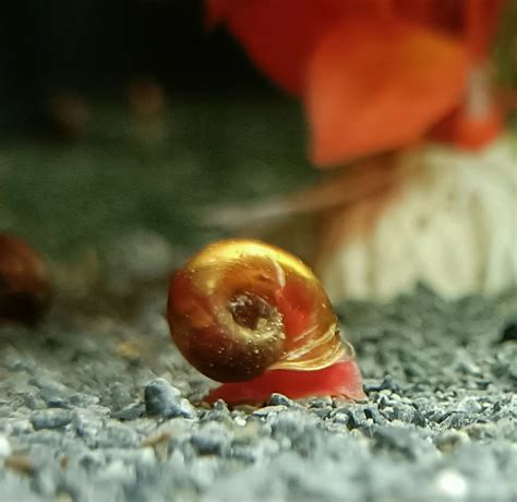Ramshorn Snail