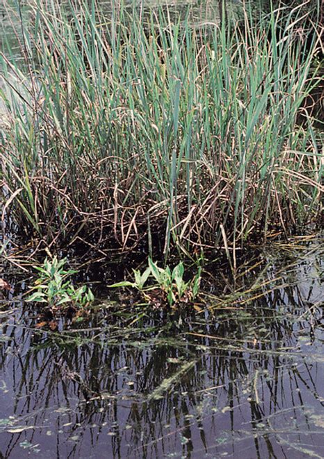 Grasses Native American Seed