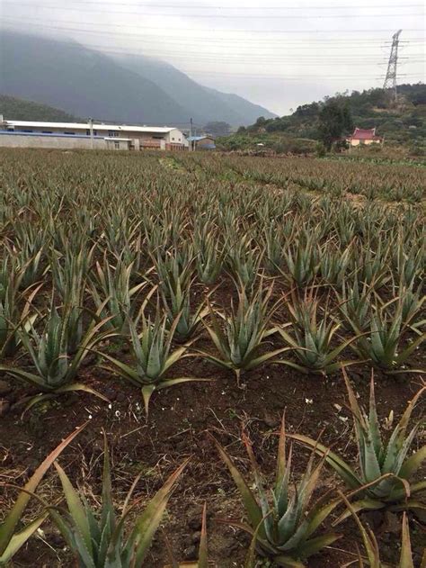 莆田市農科所庫拉索蘆薈栽培示範取得成效 每日頭條