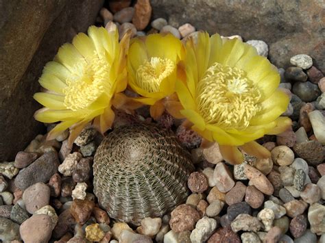 SuccSeed Lobivia Famatimensis V Sanjuanensis TB 763 1 S Of San Jose