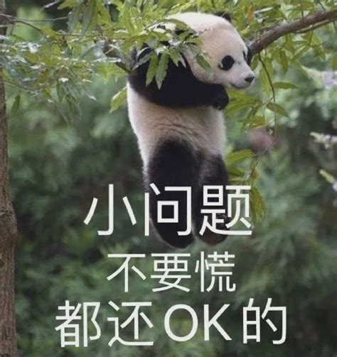 大熊猫趴在树枝上快要掉下去了说”小问题 不要慌 都还ok的“表情包图片动图 求表情网斗图从此不求人