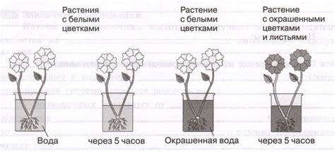 ГДЗ Биология 6 класс рабочая тетрадь Линия Жизни В В Пасечник §33