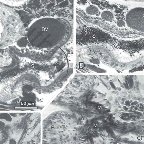 Micrographs Of Histological Sections 10 Jlm Download