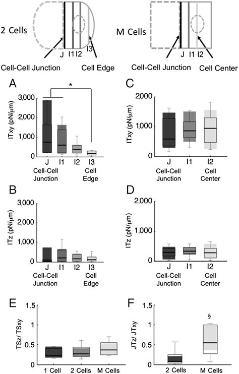 Roles Of Cell Confluency And Fluid Shear In 3 Dimensional Intracellular