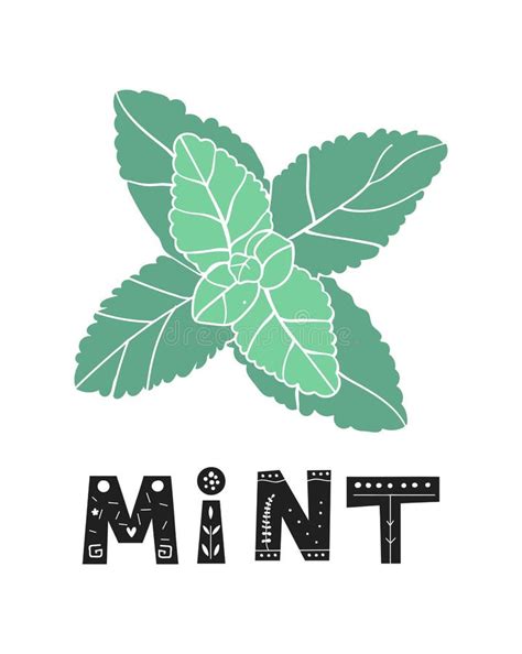 Spearmint Green Leaf Vector Fresh Mint Leaves Stock Vector