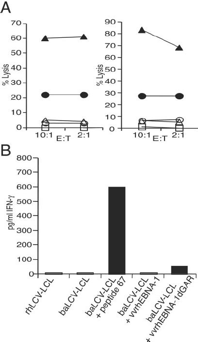 Cytolytic And Ifn ␥ Secreting Activity Of Rhebna 1 Specific Ctl Clones