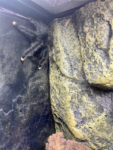 New Bioactive Pink Toe Setup Rtarantulas
