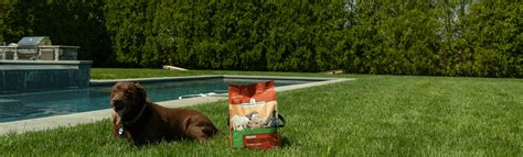 Lawn Insect Control When To Apply Jonathan Green