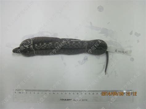 虎斑游蛇 Natrix tigrina 物种库 国家动物标本资源库