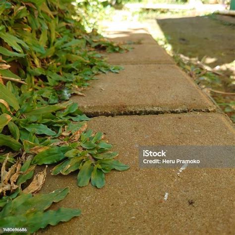 Batu Bata Dan Tanaman Merambat Dari Rumput Hijau Foto Stok Unduh Gambar Sekarang Arsitektur