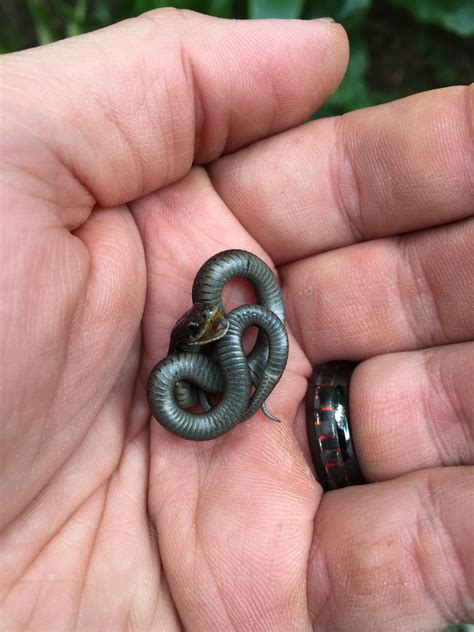 Un Mignon Petit Serpent