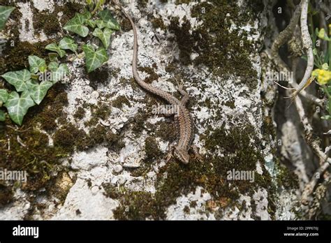 Lizard On A Wall A Lizard In Spring Sunbathes On A Wall Stock Photo Alamy