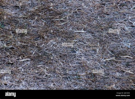 Close Up Of The Brown Or Blond Stressed And Dead Grass Of A Lawn After