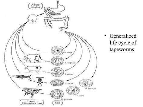 Helminthiasis Helminthic Infection Ppt
