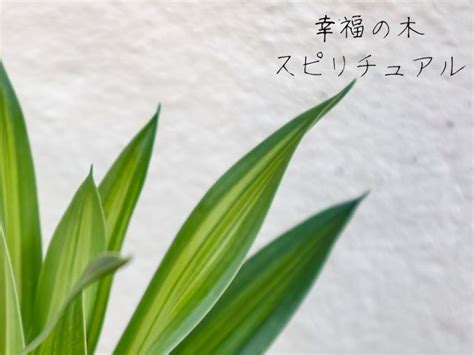 幸福の木の花が咲くスピリチュアルな意味は？新芽や枯れる・エネルギーや効果 Tabesupiースピリチュアル