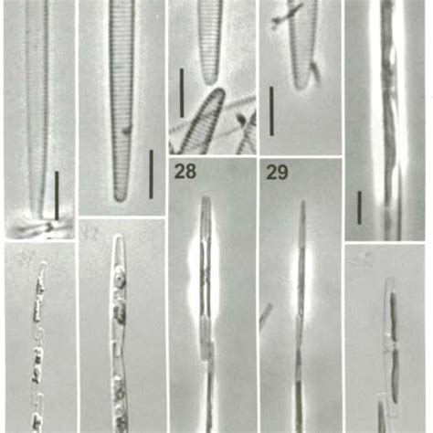 PDF Morphology Phylogeny And Taxonomy Of Species Within The Pseudo Nitzschia Americana