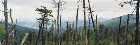 Trees Damaged By Acid Rain Stock Image C012 1587 Science Photo Library