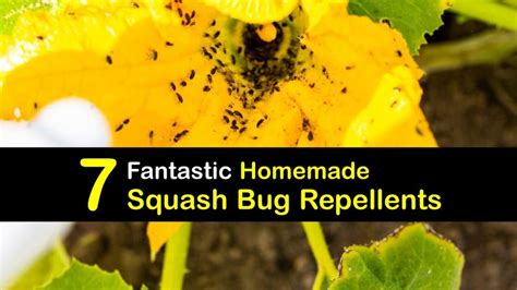 How To Deter Squash Bugs Awesome Ways Of Repelling Squash Bugs