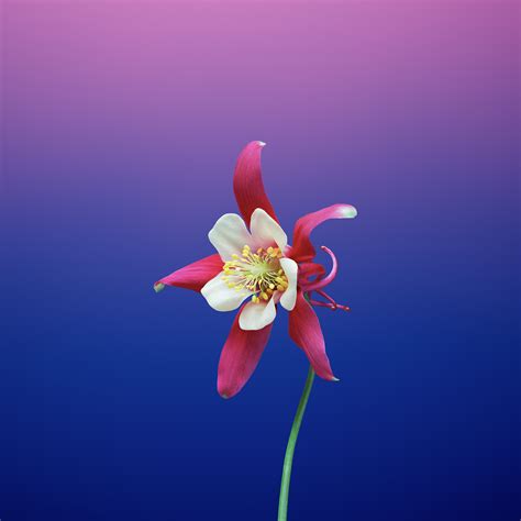 Ios 11 Flower Aquilegia Wallpaperhd Flowers Wallpapers4k Wallpapers
