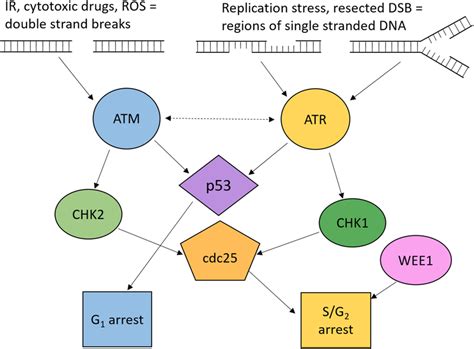 Overview Of Atm And Atr Signaling To Cell Cycle Checkpoint Arrest Cell