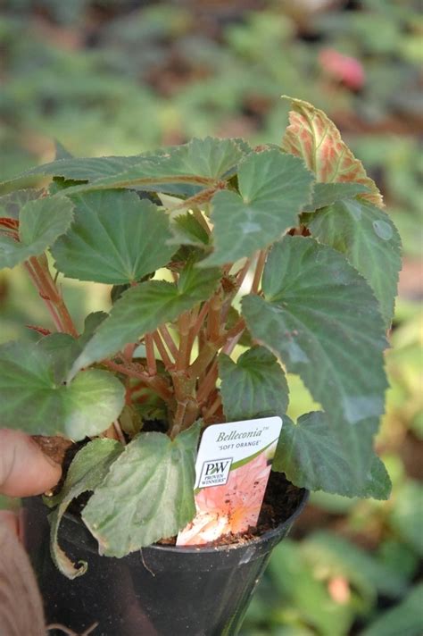Begonia zwisająca boliwijska Belleconia Snow - 7192562515 - oficjalne ...