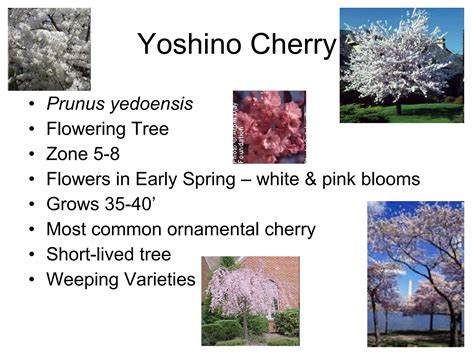 Planting Trees And Shrubs Ppt