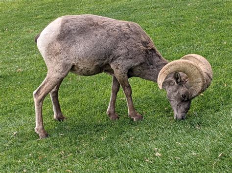 Desert Bighorn Sheep Ovis Canadensis Nelsoni Zoochat
