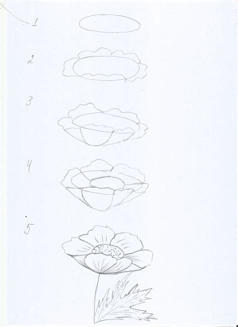 Как нарисовать красиво карандашом мак 88 фото