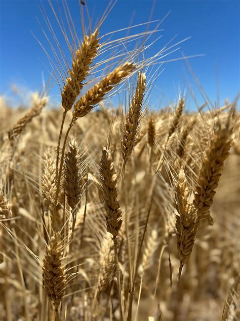 Grain Buying