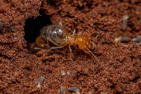 Insects That Look Like Earwigs Outdoor Pests