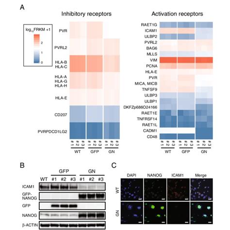 Icam1 Expression Is Regulated By P300 A Chip Qpcr Analyses Of Nanog